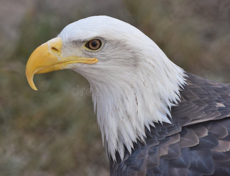 Bald Eagle (Haliaeetus Leucocephalus) Stock Photo - Image of head ...