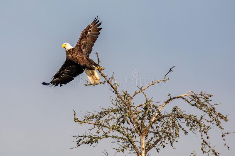 Bald Eagle (Haliaeetus Leucocephalus) Sub Adult, Flying Out of a Dead Tree Stock Image - Image ...