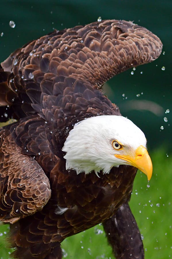 Bald eagle having a bath stock photo. Image of back, side - 42976034