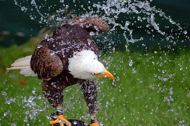 Bald Eagle Having Bath Stock Photos - Free & Royalty-Free Stock Photos ...