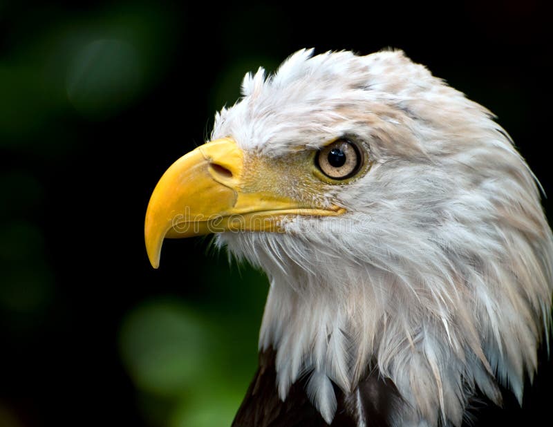 Bald Eagle Head stock image. Image of eagle, birds, america - 11172715