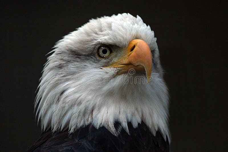Bald Eagle Head stock image. Image of bald, birds, american - 15245537