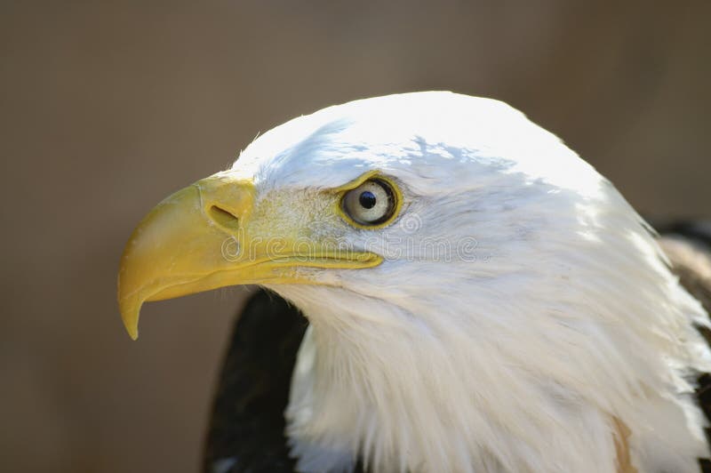 Bald Eagle head stock photo. Image of specimen, states - 1707296