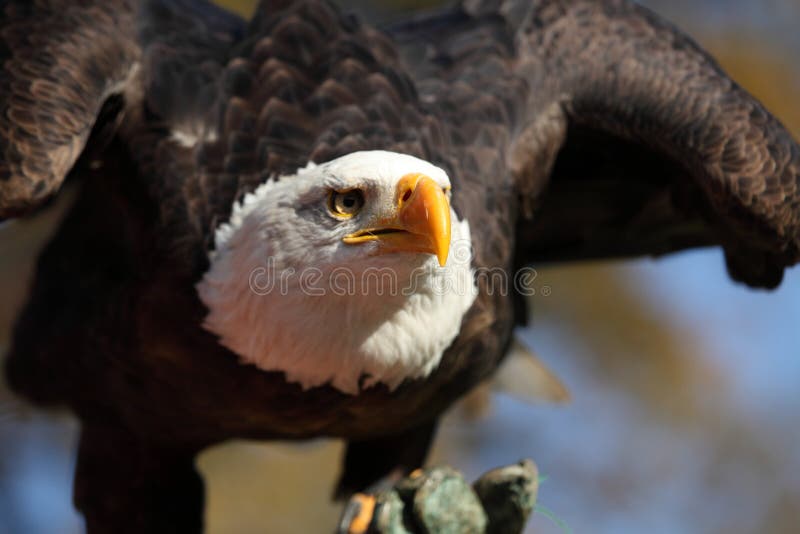 Bald Eagle stock photo. Image of canada, sharp, eagle - 9558864