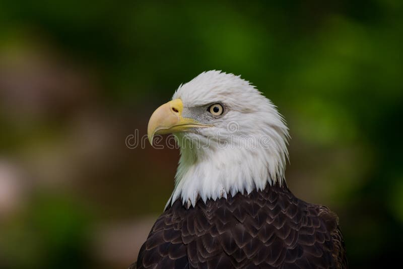 Bald Eagle Head Looking Left Stock Photos - Free & Royalty-Free Stock ...