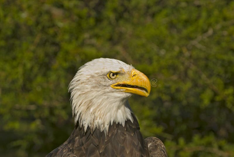 Bald eagle head shot stock image. Image of bird, wildlife - 11790301