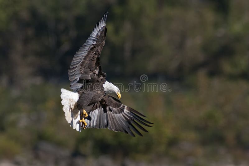 Bald Eagle Hunting stock image. Image of soaring, wild - 27609833