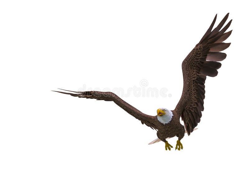 American Bald Eagle Flying Hunting Stock Illustrations – 328 American ...
