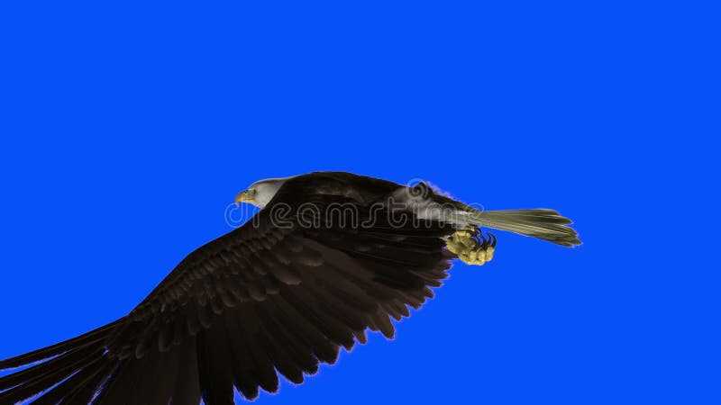 Bald Eagle Flying 2D Animation Stock Footage - Video of wildlife, prey ...
