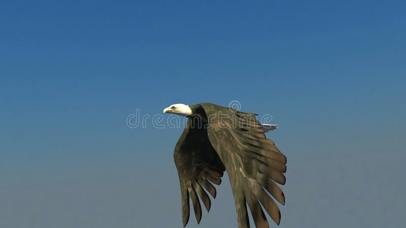 Bald Eagle Flying 2D Animation Stock Footage - Video of wildlife, prey ...