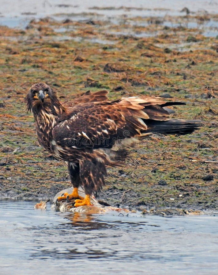 American Bald Eagle Juvenile Standing Silently on Fish Carcass Stock ...