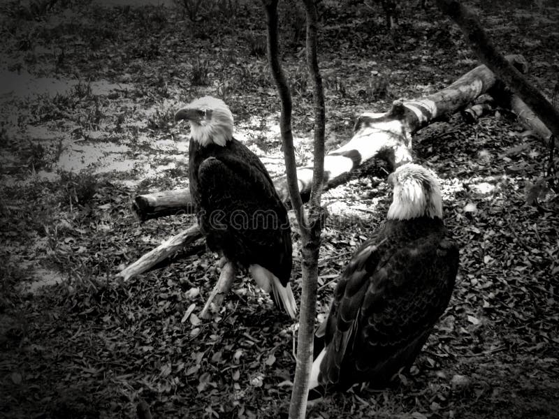 Bald Eagle 2 stock image. Image of wildlife, bald, eagle - 53208633