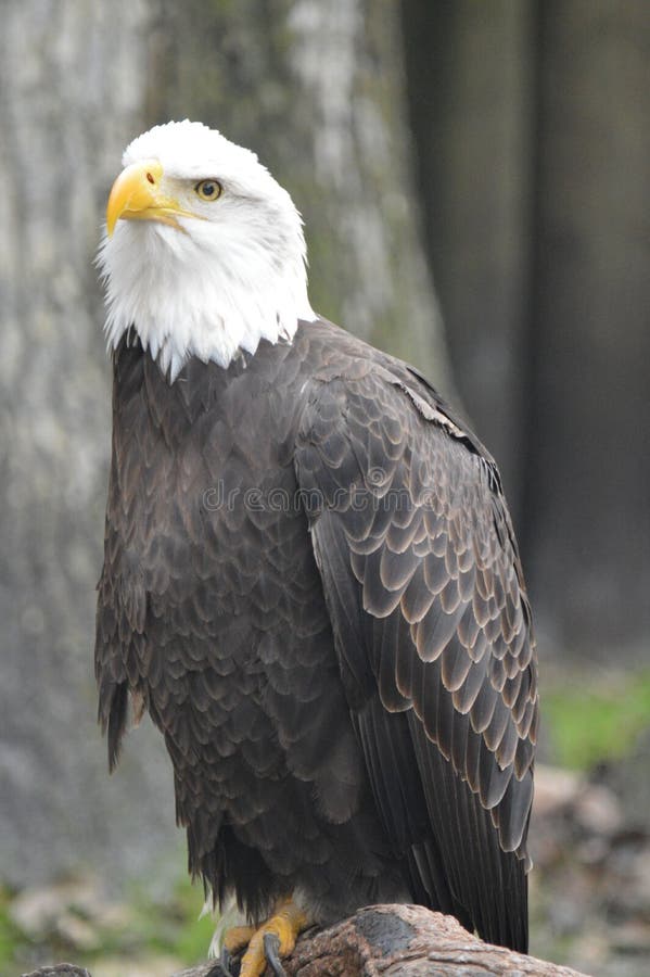Bald Eagle stock image. Image of creature, birds, predator - 70894457