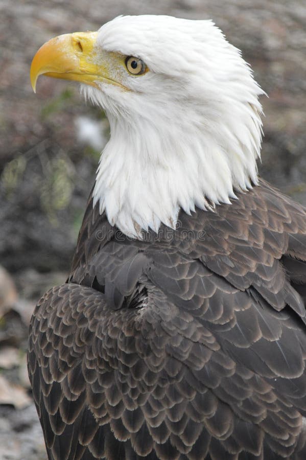 Bald Eagle stock image. Image of regal, predator, feather - 70895255