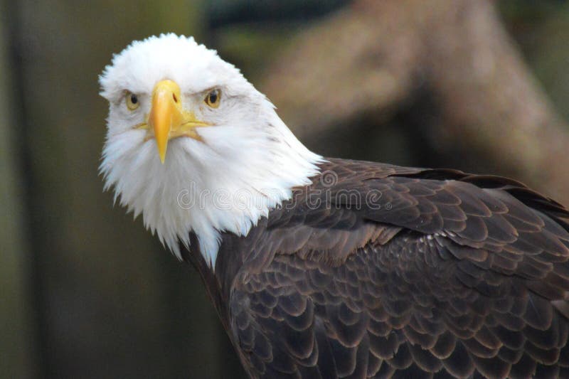 Injured Bald Eagle Stock Photos - Free & Royalty-Free Stock Photos from ...