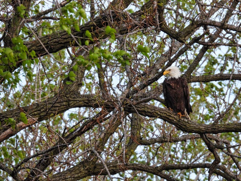 Bald Eagle with Intense Stare while Perched on a Branch Stock Image ...