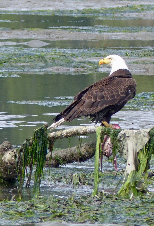 Bald eagle stock photo. Image of feather, fishing, prey - 100048798