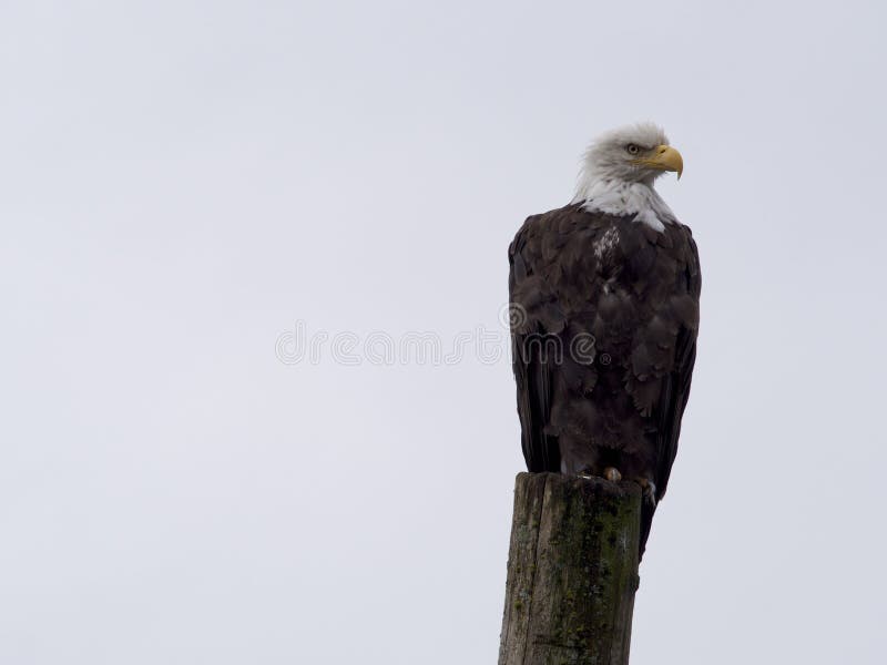 Bald Eagle in Juneau stock image. Image of raptor, wild - 33306563