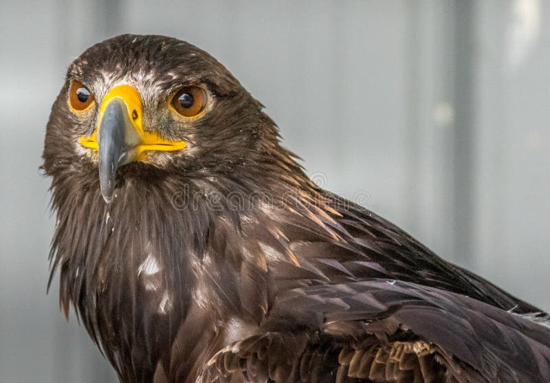 Bald Eagle Keeps Alert Birds of Prey Centre Coleman Alberta Canada ...