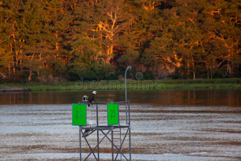 Bald Eagle on the Kennebec River Stock Photo - Image of wild, bird ...