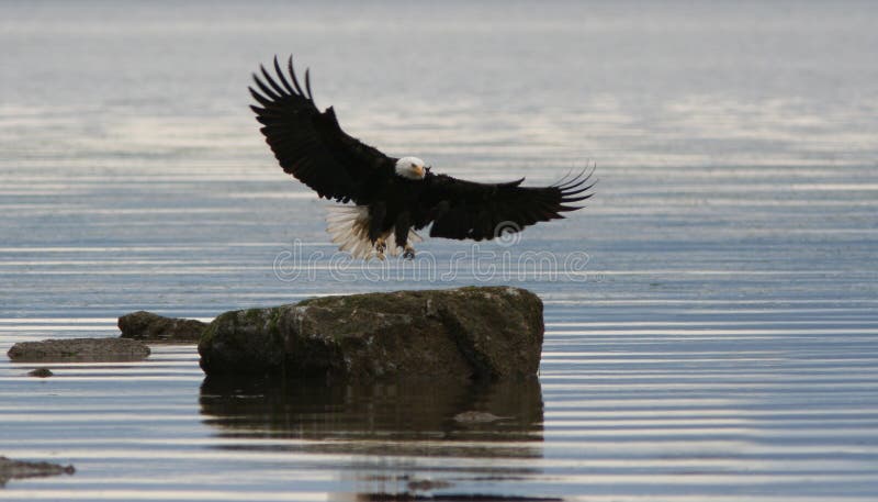 Bald eagle landing stock image. Image of freedom, power - 6796091