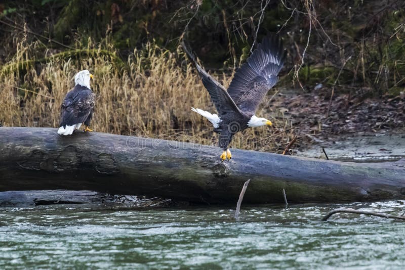 Bald Eagle on a Wood Branch Stock Image - Image of natural, nest: 262764945