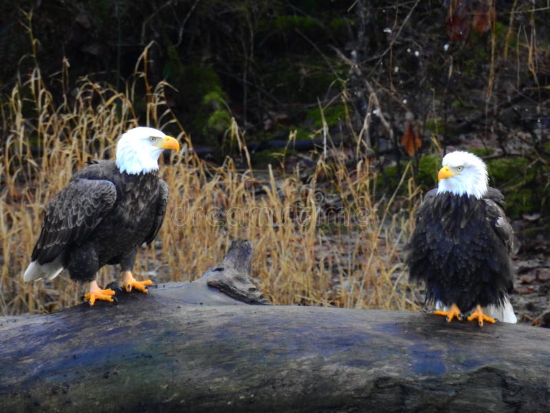 Bald Eagle on a Wood Branch Stock Image - Image of pine, nest: 262764741