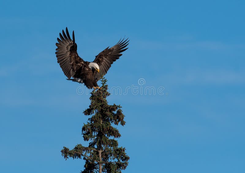 5,998 Eagle Landing Stock Photos - Free & Royalty-Free Stock Photos ...