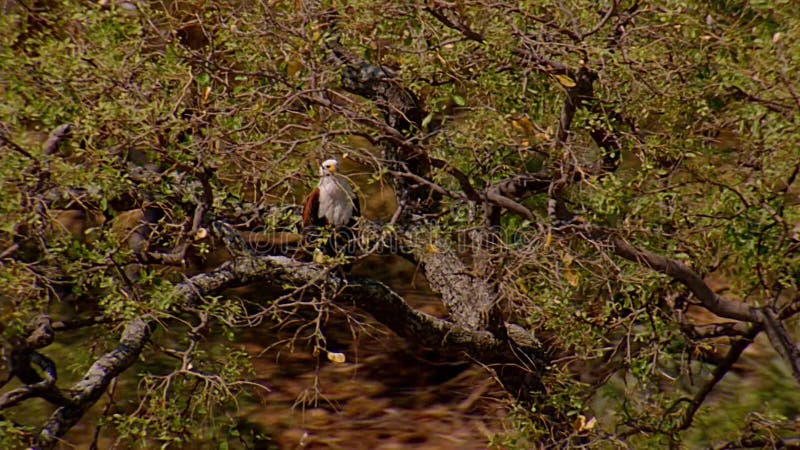 Bald Eagle in a Tree in Siskiyou County California Stock Footage ...