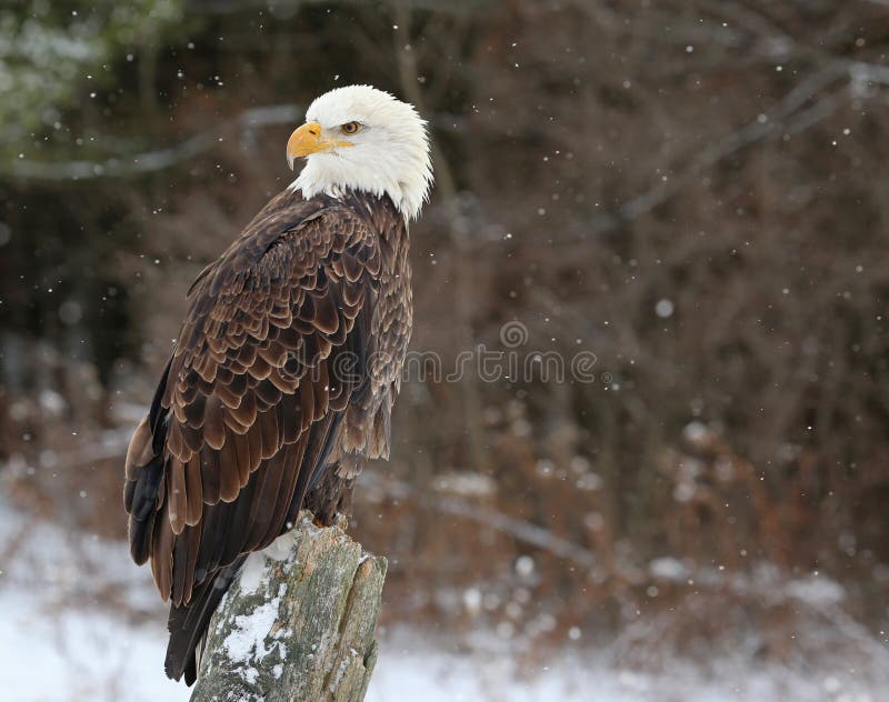 378 Eagle Falling Stock Photos - Free & Royalty-Free Stock Photos from ...
