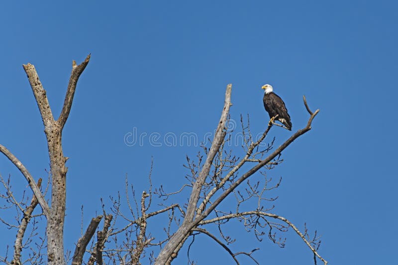 Bald Eagle Looking Camera Left Stock Photos - Free & Royalty-Free Stock ...