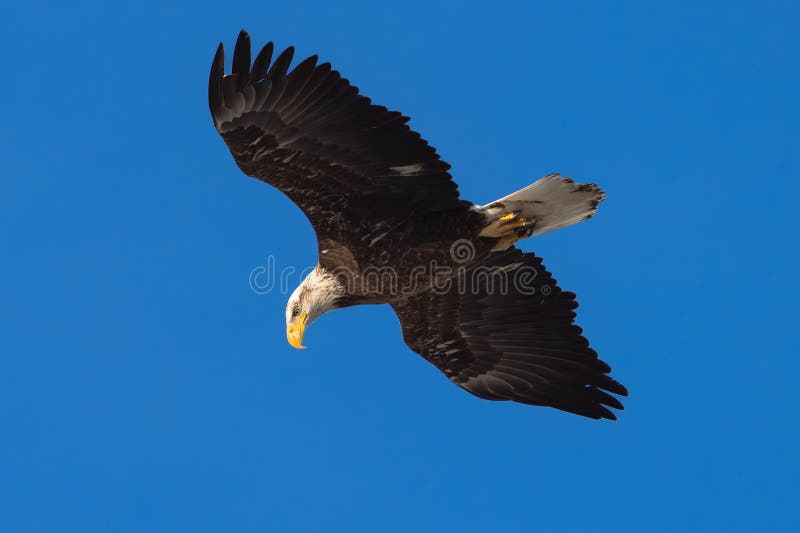 Bald Eagle Looking Down while Soaring Overhead Stock Photo - Image of ...