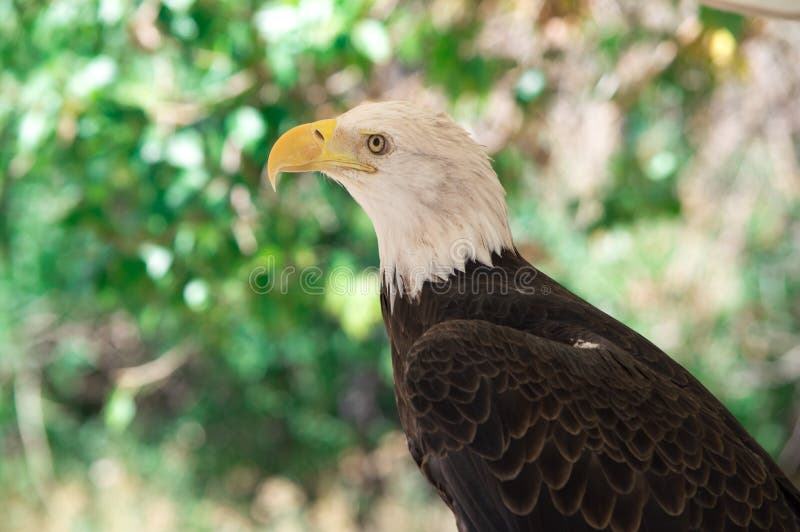 A Eagle looking back stock image. Image of face, macro - 271034477