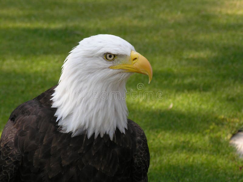 Bald Eagle stock image. Image of majestic, symbol, hunter - 191569