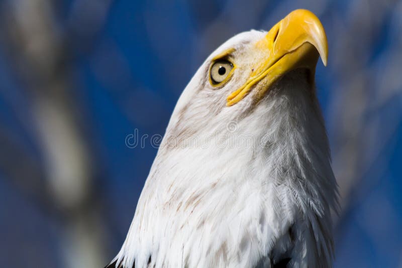 Bald Eagle stock image. Image of symbol, plumage, national - 37689203