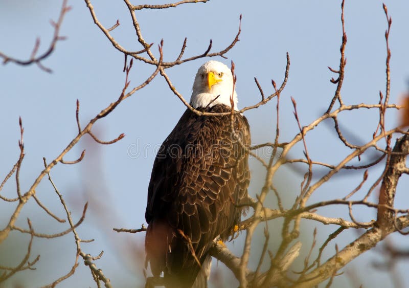 Bald Eagle Looks into Camera. Stock Image - Image of haliaeetus, eagle ...