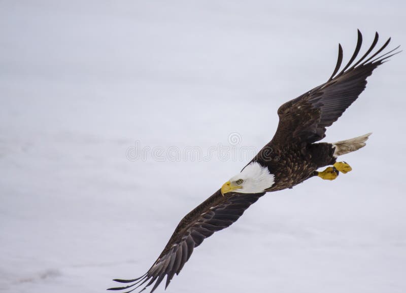 Bald eagle low stock image. Image of natural, wild, blue - 52814293
