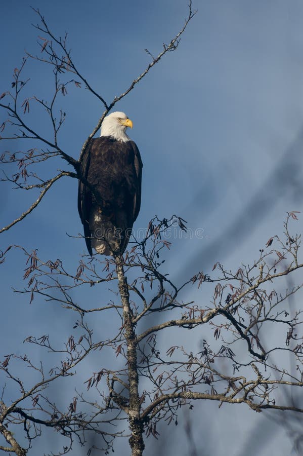 972 Mature Bald Eagle Stock Photos - Free & Royalty-Free Stock Photos from Dreamstime