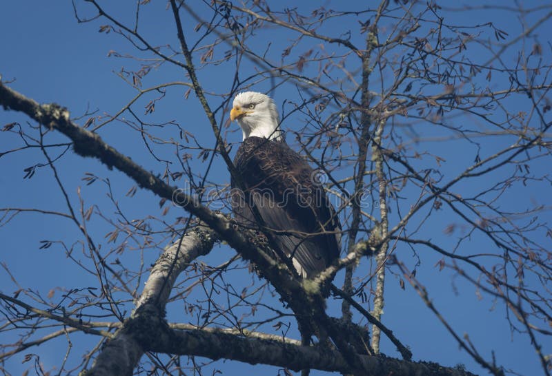Bald Eagle stock photo. Image of eagle, washington, majestic - 48793992