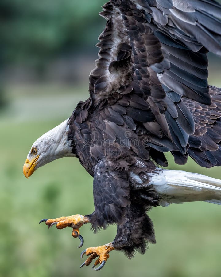 Majestic Eagle Flight Detailed Feathers Powerful Wings Stock Photos ...