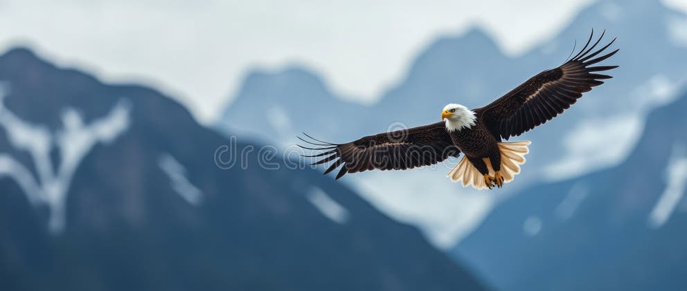 Bald Eagle Mid-Flight with Its Wings Fully Extended, Every Feather ...