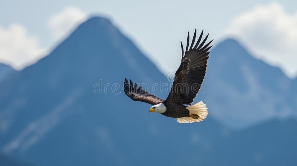 Bald Eagle Mid-Flight with Its Wings Fully Extended, Every Feather ...