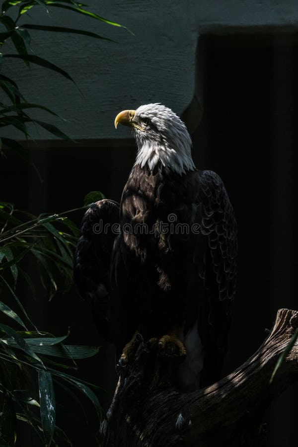 Bald Eagle Resting on a Tree Stock Photo - Image of animals ...