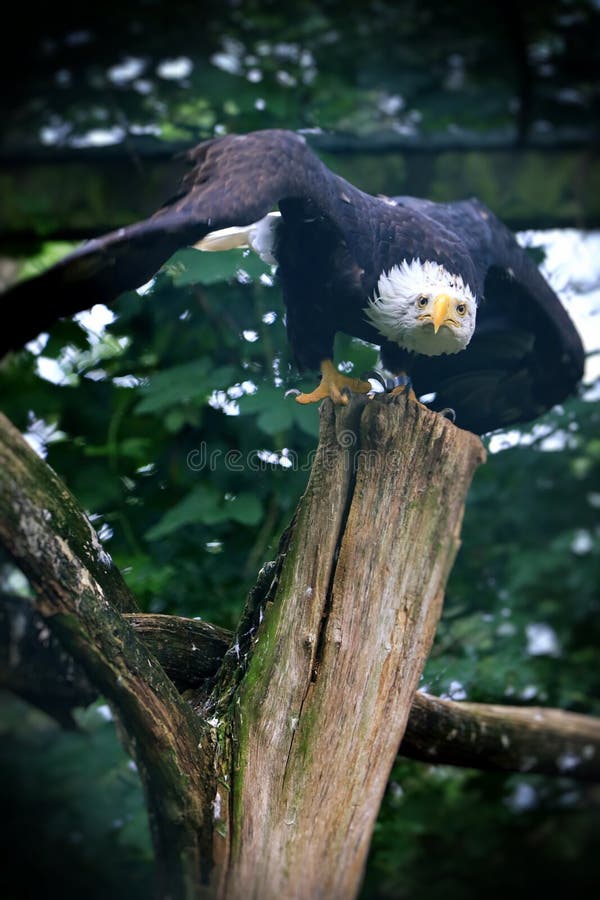 Bald Eagle Nature Bird Wildlife Stock Image - Image of predator ...