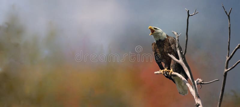 Bald Eagle in Nature during Fall Stock Image - Image of outdoor, bald ...