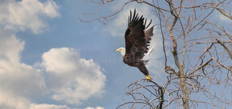 Bald Eagle Flying in Nature during Summer Stock Image - Image of cute ...