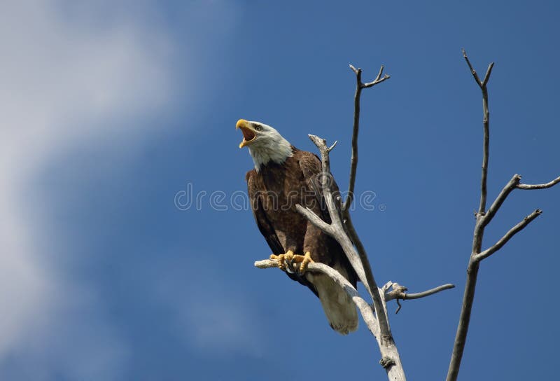 Bald Eagle in Nature during Summer Stock Image - Image of summer ...