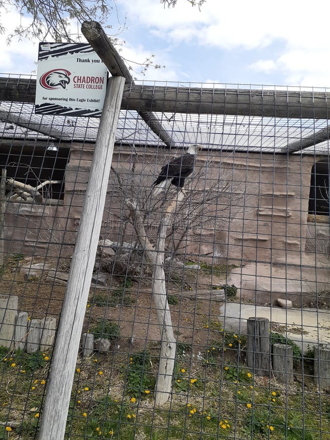 Bald eagle at Nebraska zoo editorial image. Image of bald - 246496320