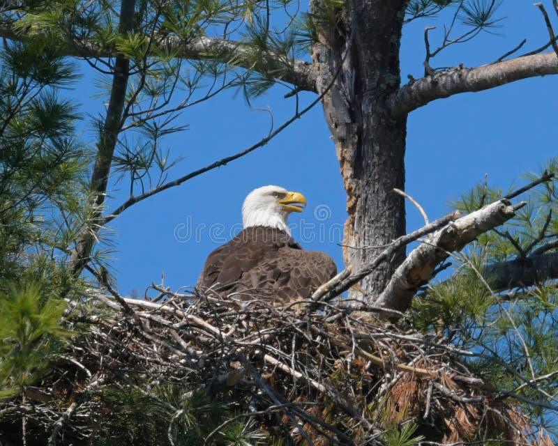 Bald Eagle in Nest Blue Sky Green Foliage Stock Photo - Image of nest ...