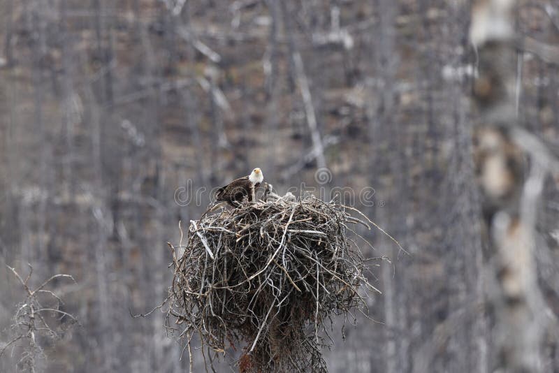 Bald Eagle Nest with Young Alberta Canada Stock Image - Image of ...